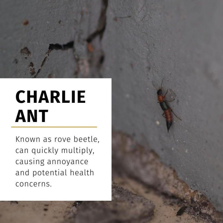 Popular product Fast-Acting PestOff Mighty Bugs Spray Kills Charlie ...