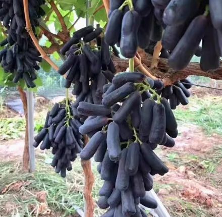 Sapphire grapes four seasons potted planting planting year fruit grape ...