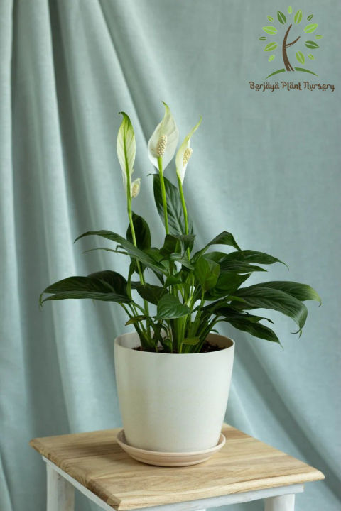 Berjaya Plant Nursery - Peace lily/Spathiphyllum Mojo(Pokok Bunga Hidup ...