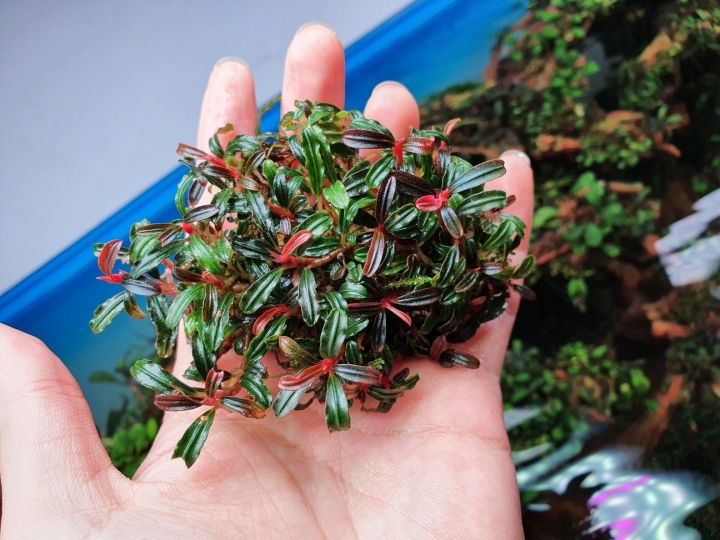Cây Bucep Phantom, trang trí hồ thủy sinh cực đẹp | Lazada.vn