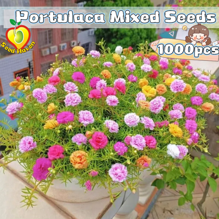 1000pcs/pack Mixed Portulaca Flower Seeds Easy Grow Philippines ...