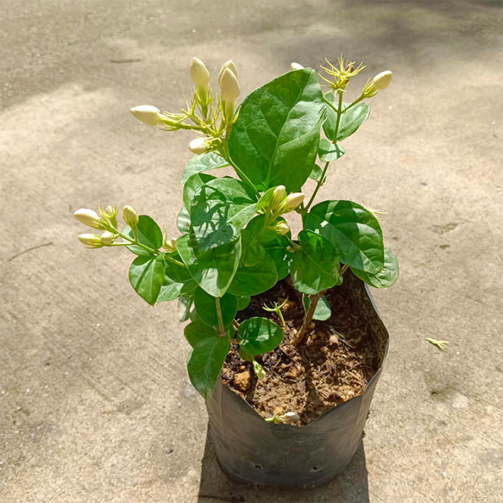 [Plantopia] Jasmine Melur 茉莉花 / Jasmine sambac | Pokok Bunga Hidup ...