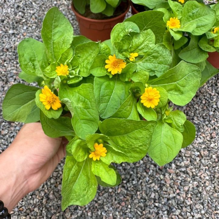 90s Greenovation Live Plant Melampodium Paludosum Flower 皇帝菊 | Lazada