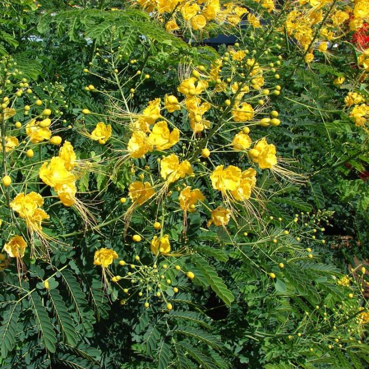 MM- Anak Pokok Bunga Kembang Merak / Caesalpinia Pulcherrima plant ...