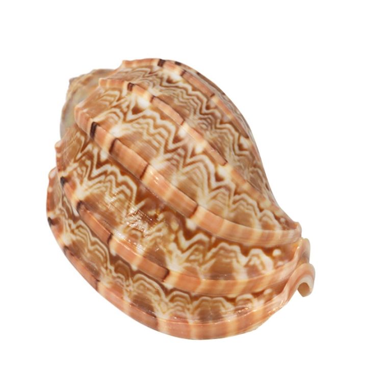 Natural Sea Shells Ocean Conch 2.8-3.9 inch Seashells Perfect for ...