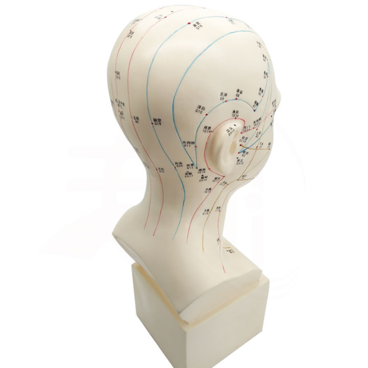 47 cm Head Acupoint Model Teaching of Traditional Chinese Medicine ...