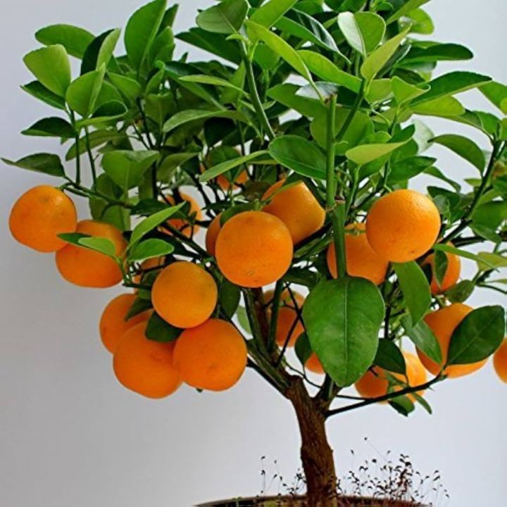 Kiat kiat with Free small Plastic Pot and garden soil (REAL) | Lazada PH