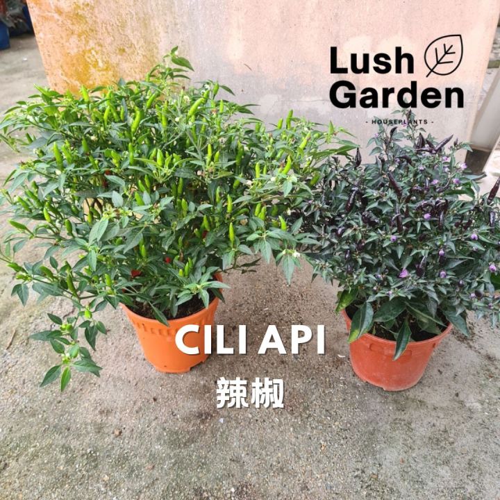 Chili Plant Hot/ Pokok Cili Api 辣椒树 150mm Pot Edible Live Plant ...