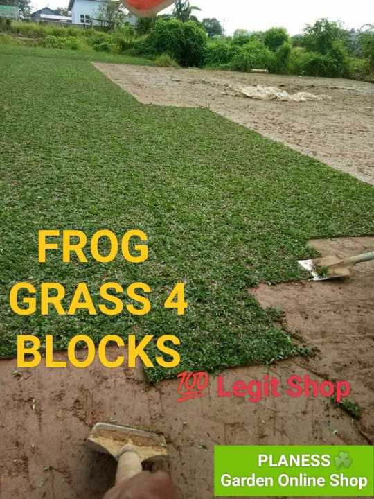 FROG GRASS Live Plant 4 BLOCKS Legit Online Shop #1 Supplier of Frog ...
