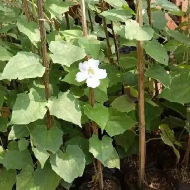 Tanaman rambat bunga tumbergia putih thumbergia merambat | Lazada Indonesia