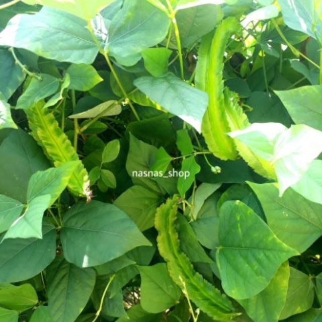 12pcs Biji Benih Kacang Botol / Botor / Kelisa / Angle Bean Seeds ...
