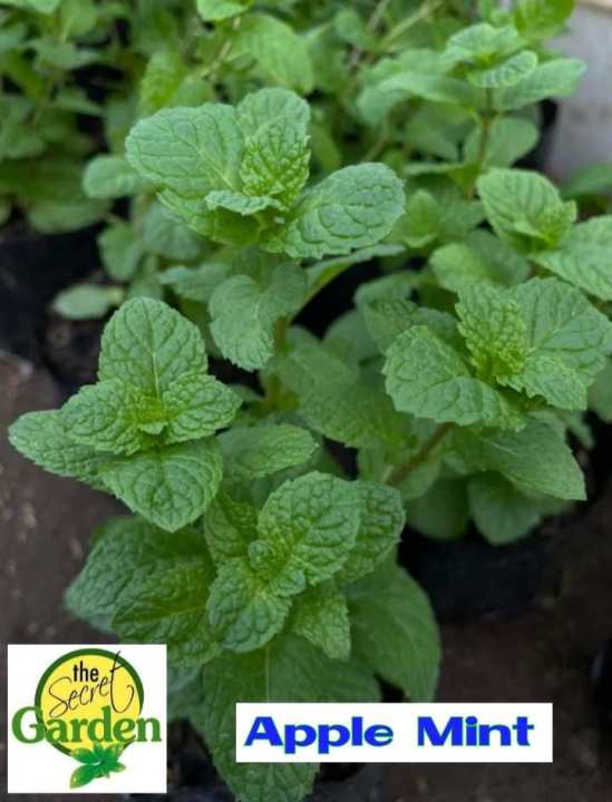 Apple Mint Live Plant (STRICTLY LUZON ONLY) with FREE garden soil (2 ...