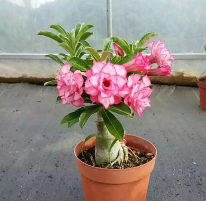 Tanaman Hias Adenium Kamboja Jepang Adenium Bunga Tumpuk Adenium