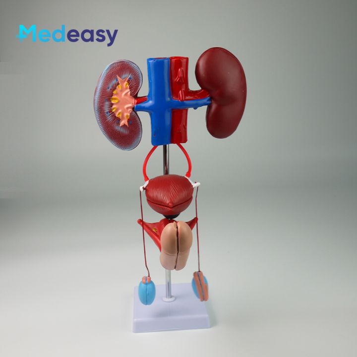Male genitourinary system model, kidney anatomy mold, bladder and ...
