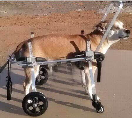 Disabled pet driving aid/quadriplegic pet wheelchair/disabled dog car ...