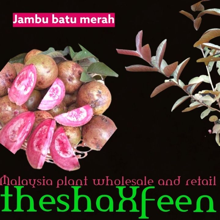 Pokok jambu batu merah red aussie theshaxfeen | Lazada