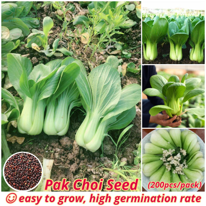 [Fast Germination] Pak Choi Seeds for Planting (200 seeds/bag) | 上海青种子 ...