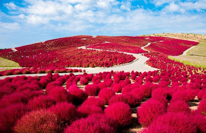 100 เมล็ดพันธุ์ Garden Seeds พุ่มไม้เพลิง หญ้ากอเชีย ไซเปรสลูกไฟ Kochia ...