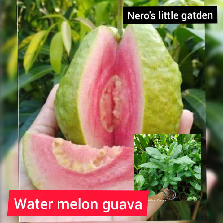 Nero's NLG0000050 watermelon guava (seedling) 3ft | Lazada PH