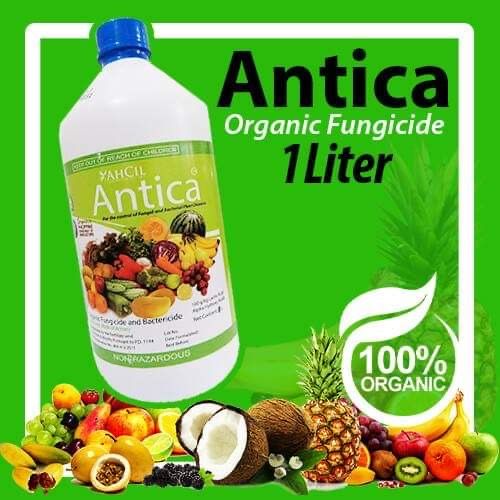 AUTHENTIC ANTICA 1 LITER ORGANIC NON TOXIC FUNGICIDE, BACTERICIDE AND PESTICIDE. PREDOMINANTLY ...