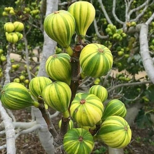 Anak Pokok Tin Panache Tiger Super Stabil | Lazada