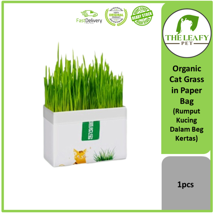 Organic Cat Grass in Paper Bag / Rumput Kucing Dalam Beg Kertas Easy ...
