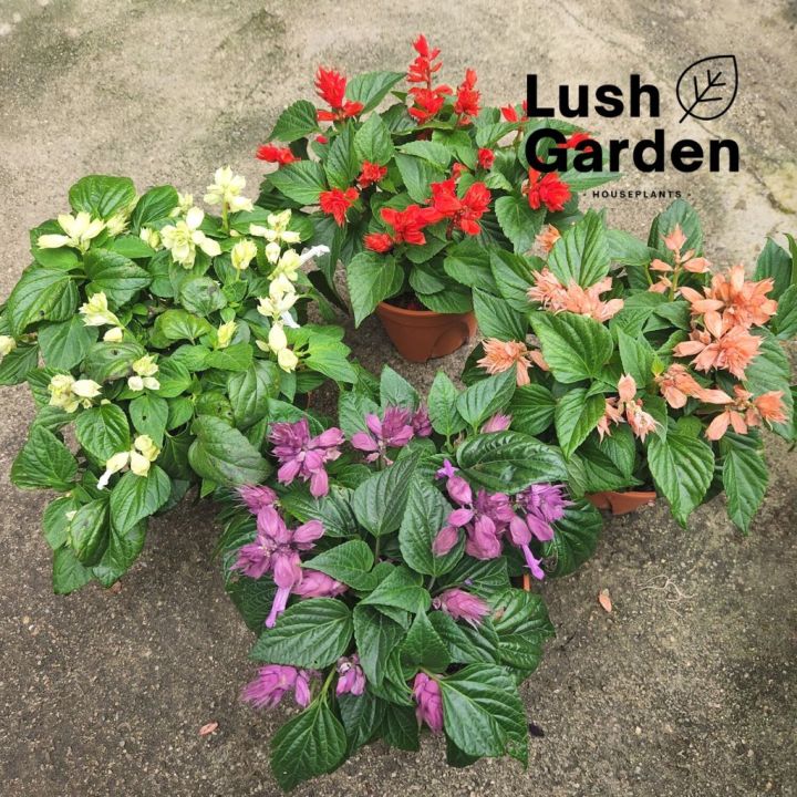 Salvia Splendens / Scarlet Sage / 一串红 (Random) 140mm Pot Live Plant ...