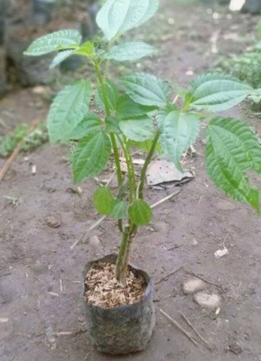 BIBIT POHPOHAN POH-POHAN LALAPAN SEHAT KHAS SUNDA | Lazada Indonesia