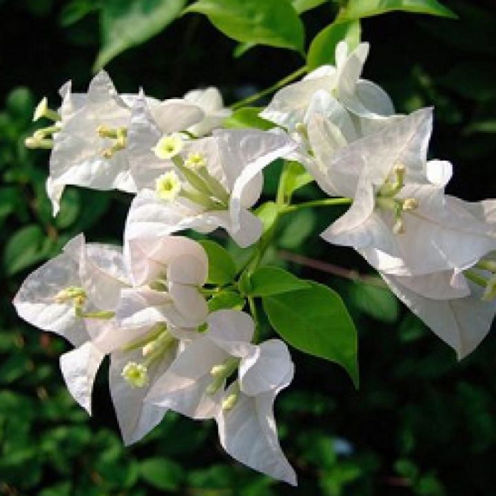 Bougainvillea Plant ( White Flower ) with FREE plastic pot, and garden ...