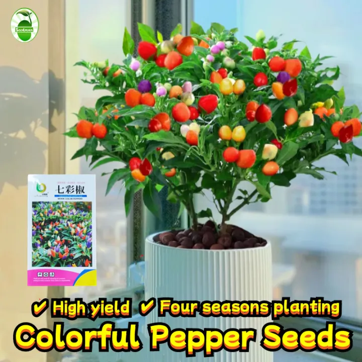 40 Seeds/pack High Yield Colorful Pepper Seeds for Sale 七彩辣椒种子 Edible ...