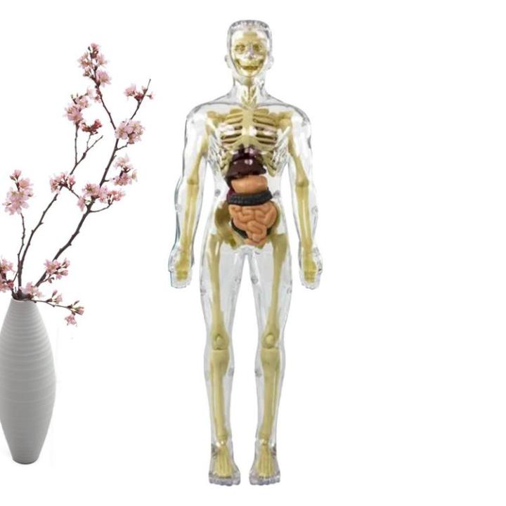 Anatomy Models Human Body Torso Anatomy Figure Posable Model Human Body ...