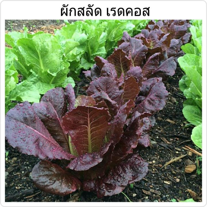 เรดคอส Red Cos คอสแดง ซองละ 150 เมล็ด (ขายดี อินทรีย์ งอกดี) พร้อมคำ ...