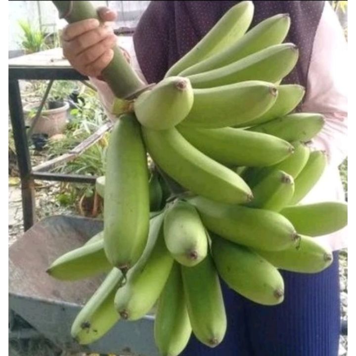 ANAK POKOK PISANG RAJA TALON / TALUN | Lazada
