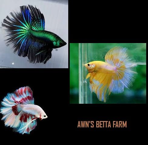 [[LIVE FISH]] IMPORTED IKAN LAGA BETTA SIAMESE HALFMOON (randompick ...