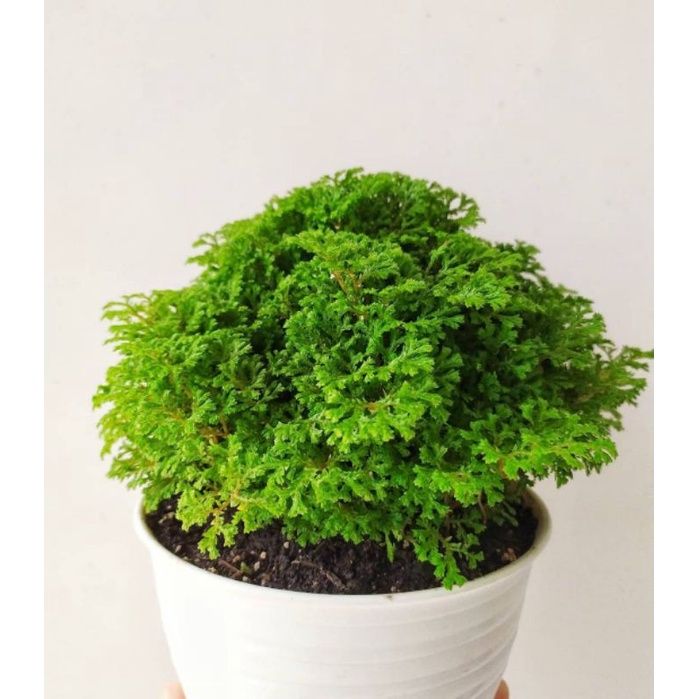 Tanaman hias lumut Ambon / rumput Papua ( Selaginella apoda ) / Ande ...