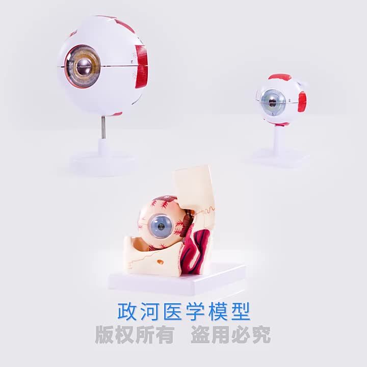 LZD Model of Eyeball Eyeball and Orbit Enlargement Model Anatomy Eye ...