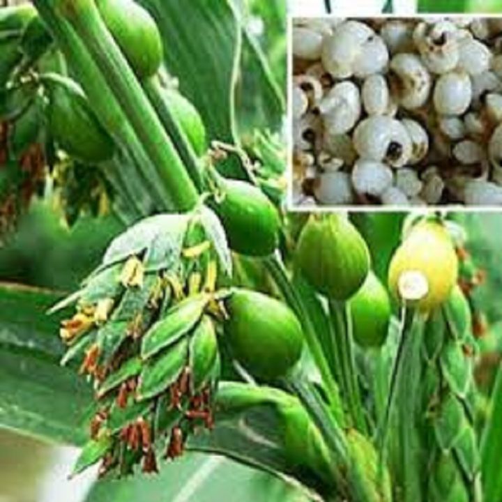 TIGBI OR ADLAI SEEDS FOR GERMINATION ( REPLACEMENT FOR RICE) LOW IN ...