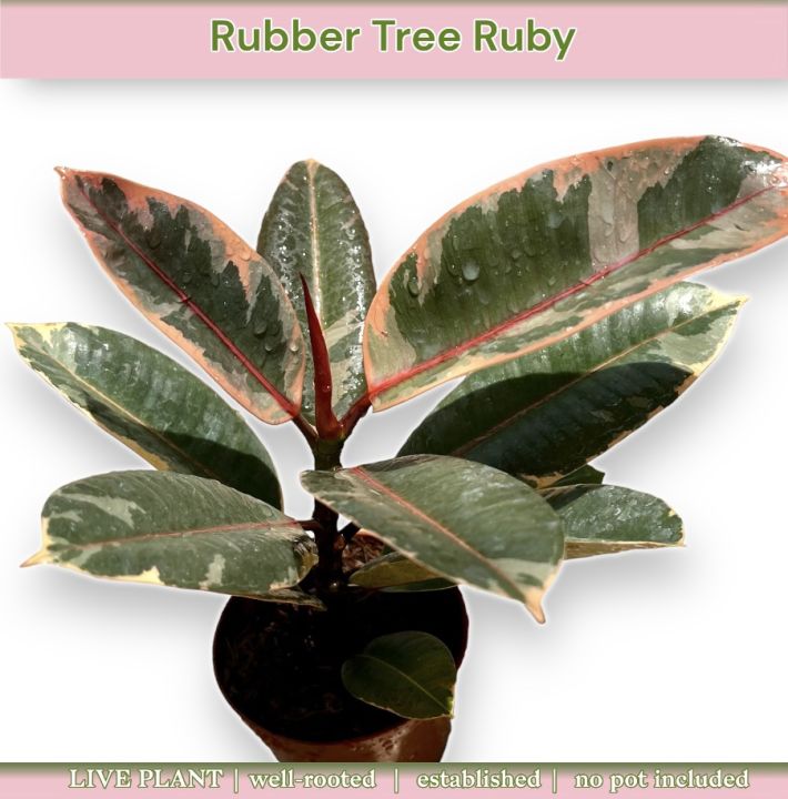 GBO Katrina: Rubber Tree Ruby Red | Ficus Elastica | LIVE PLANT ...