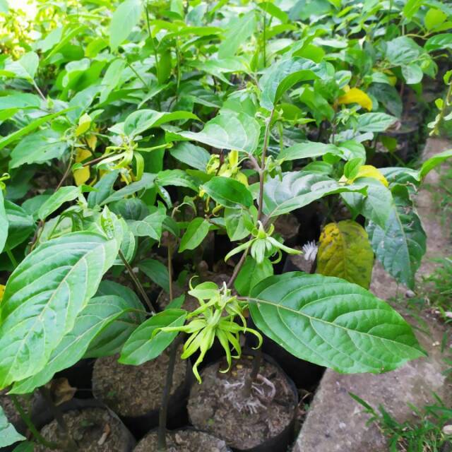 Bibit Bunga Kenanga Berbunga Hasil Cangkok / Tanaman Hias Bunga Kenanga ...