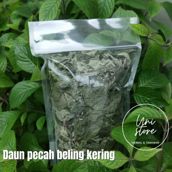 Daun Keji Beling Kering Keci Beling Pecah Beling Penggempur batu Ginjal ...