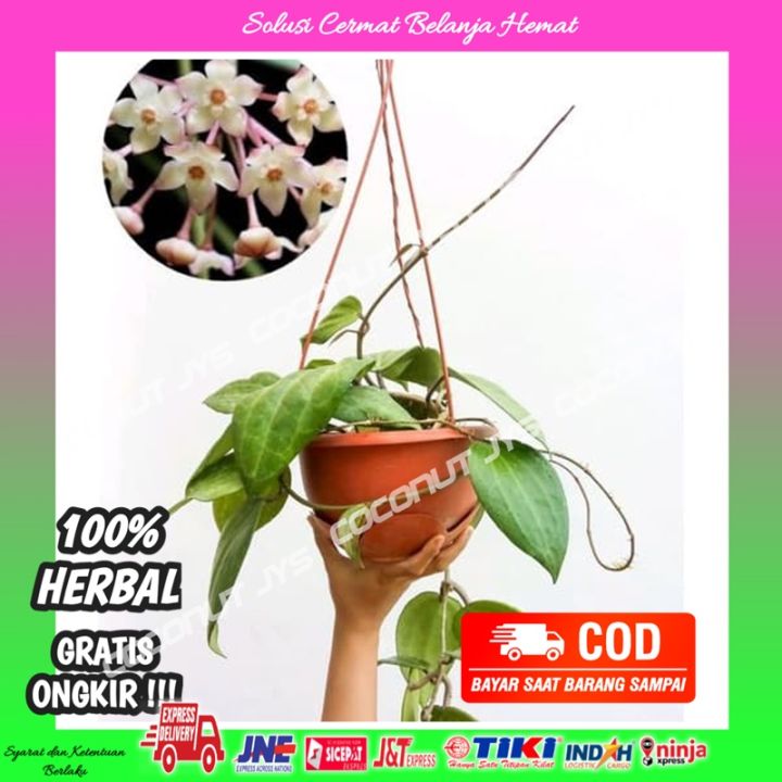 tanaman hias anggrek hoya carnosa segar ,anggrek hutan langka | Lazada ...