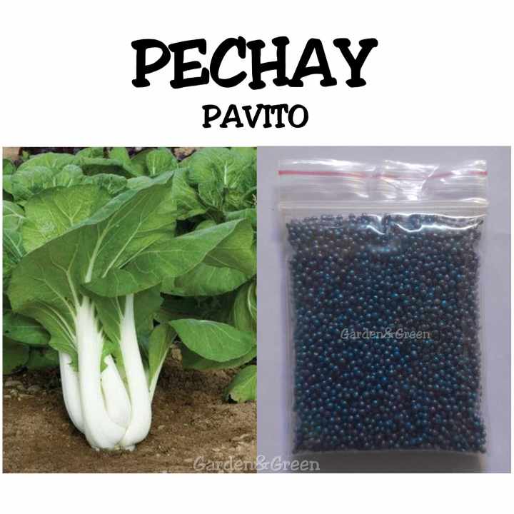 Pechay seeds Pavito leafy seeds | Lazada PH