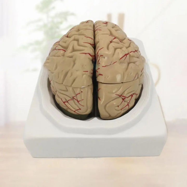 PVC Simulation Human Brain Model 8-Part Life-size Anatomy Teaching Tool ...