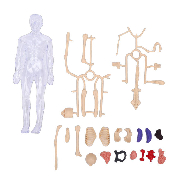 Clear Human Body Skeleton Model Kit 3D Human Anatomy Structure Model ...
