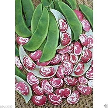 Patani Seeds - Vegetable Seeds | Lazada PH