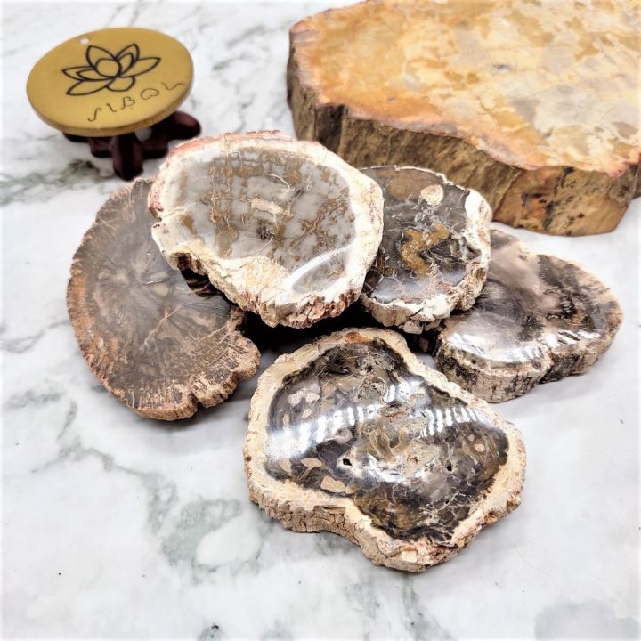Petrified Wood (Heal Your Roots, Stabilizing, Grounding) Slabs Stumps ...