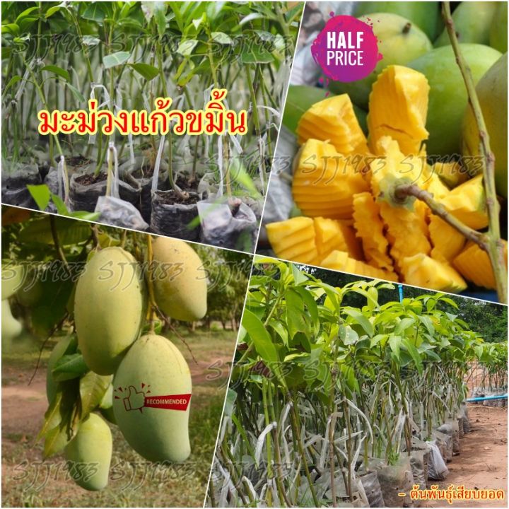 มะม่วงแก้วขมิ้น 1 ต้น 69 บาท ผลใหญ่ สีเหลืองน่ารับประทาน | Lazada.co.th