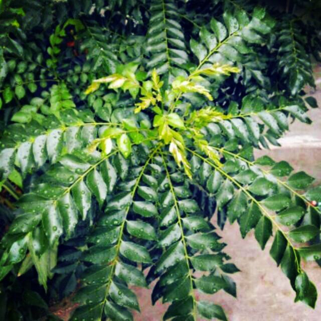Live Plant Pokok Kari / Curry Tree Leaves / Edible Curry Leaves | Lazada