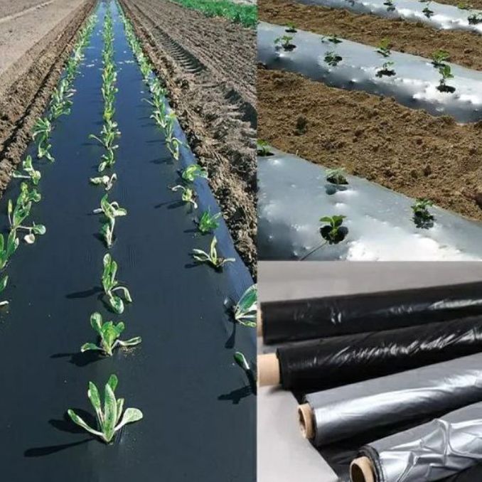 High Quality Plastic mulch (3ft x 50m x .33microns) by Plantito rey ...