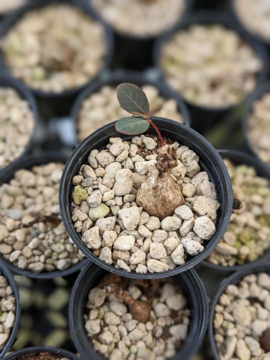 Mini Phyllanthus Mirabilis - Beautiful and Exotic, Easy Care House ...